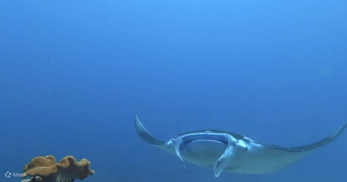 Исследуйте Бали как дайвер PADI AOW с дайв-центром PADI - Klook Россия